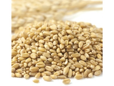 Prairie Gold (86) Kernels – Wheat Montana – Mill Creek General Store